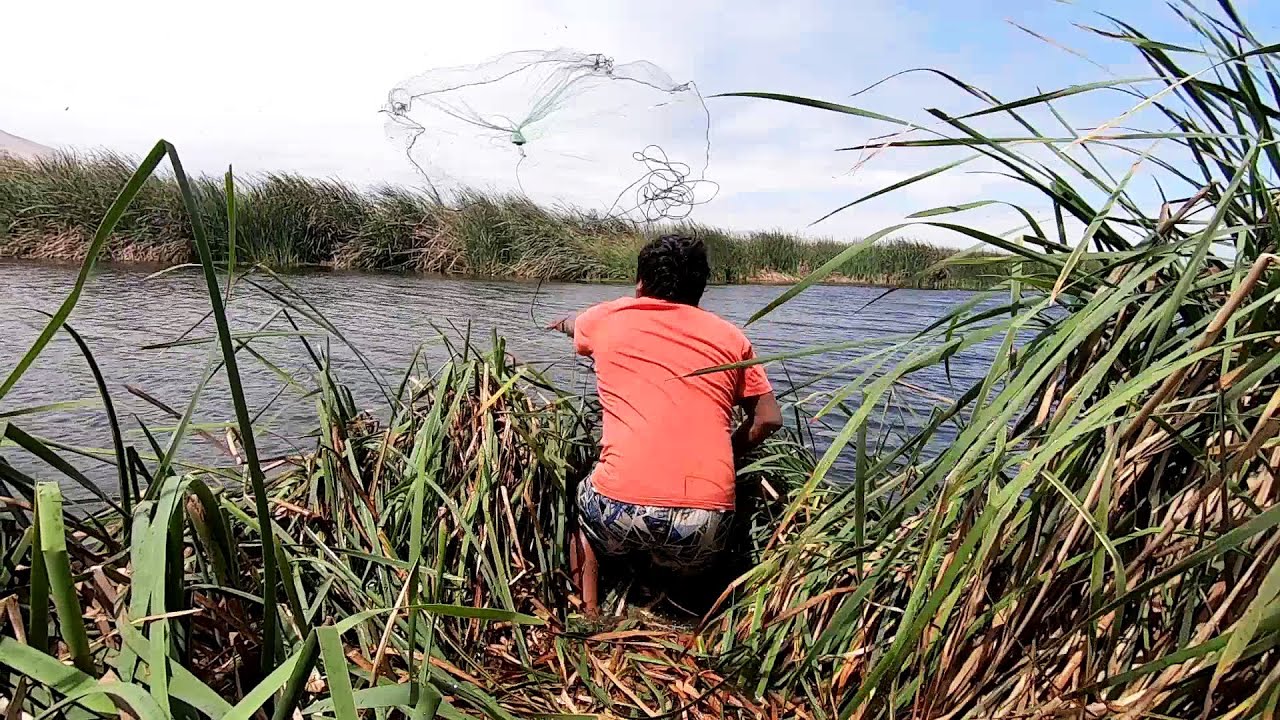 Así Lanza la ATARRAYA este HOMBRE y no te Imaginas los PECES que SACA ...