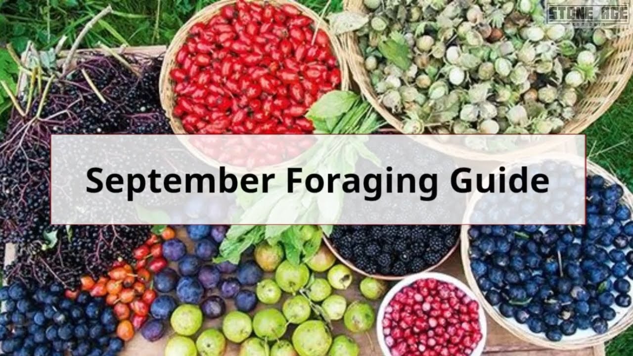 Monthly UK Foraging Guide: September - YouTube