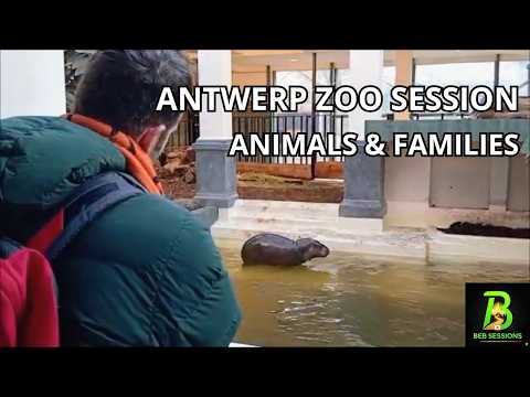Antwerp Zoo SESSION – Busy Afternoon Among Families & Animals