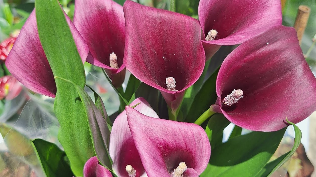 SEMENTES DA FIFI: Visitando a Feira das Flores em SP!!!!! - YouTube