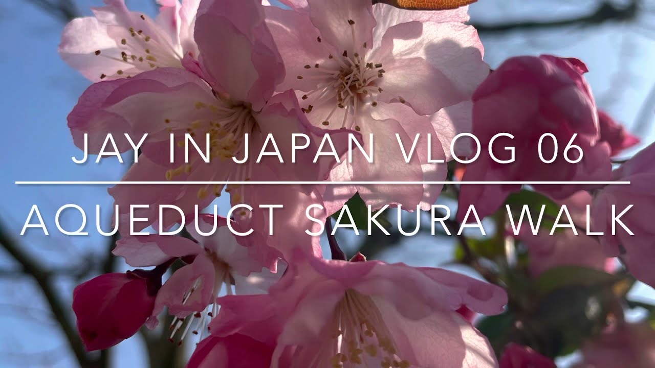 Tamagawa aqueduct Sakura walk | Jay in Japan vlog 06 - YouTube