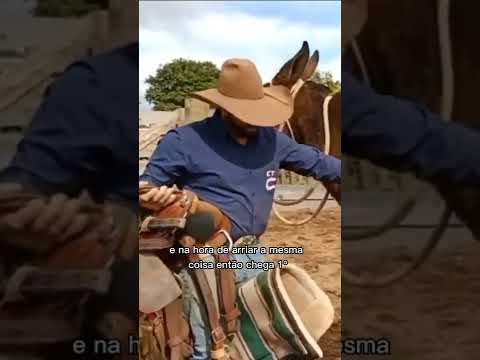 Como arriar o animal na contenção#shorts