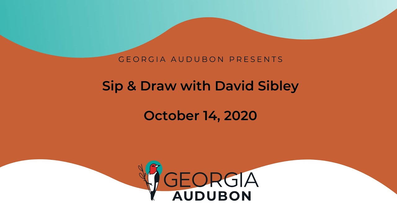 Sip & Draw with David Sibley - YouTube