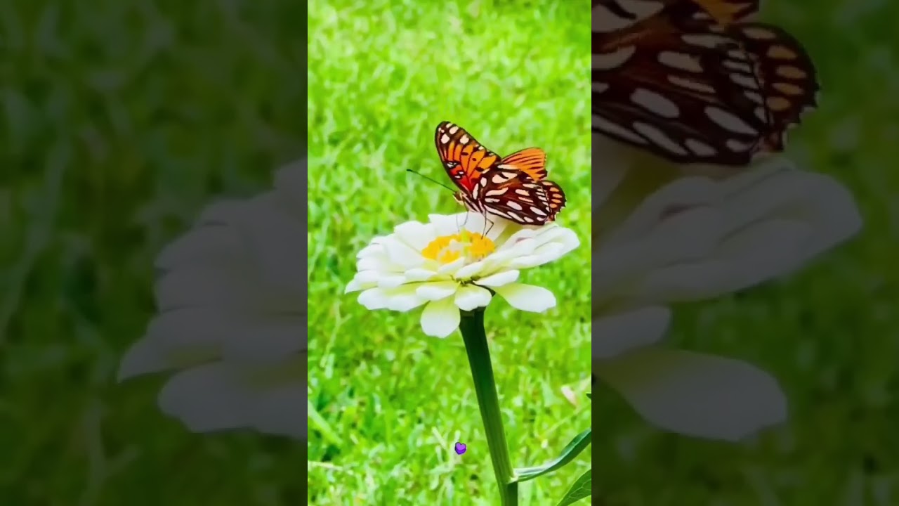 flower🌹butterfly🌷🌼🌸🌺🌻🥀💮 - YouTube