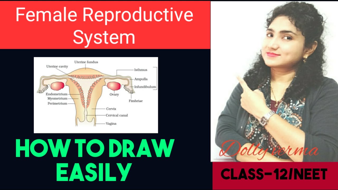 Female Reproductive System| Class-12| Ch-3 | - YouTube