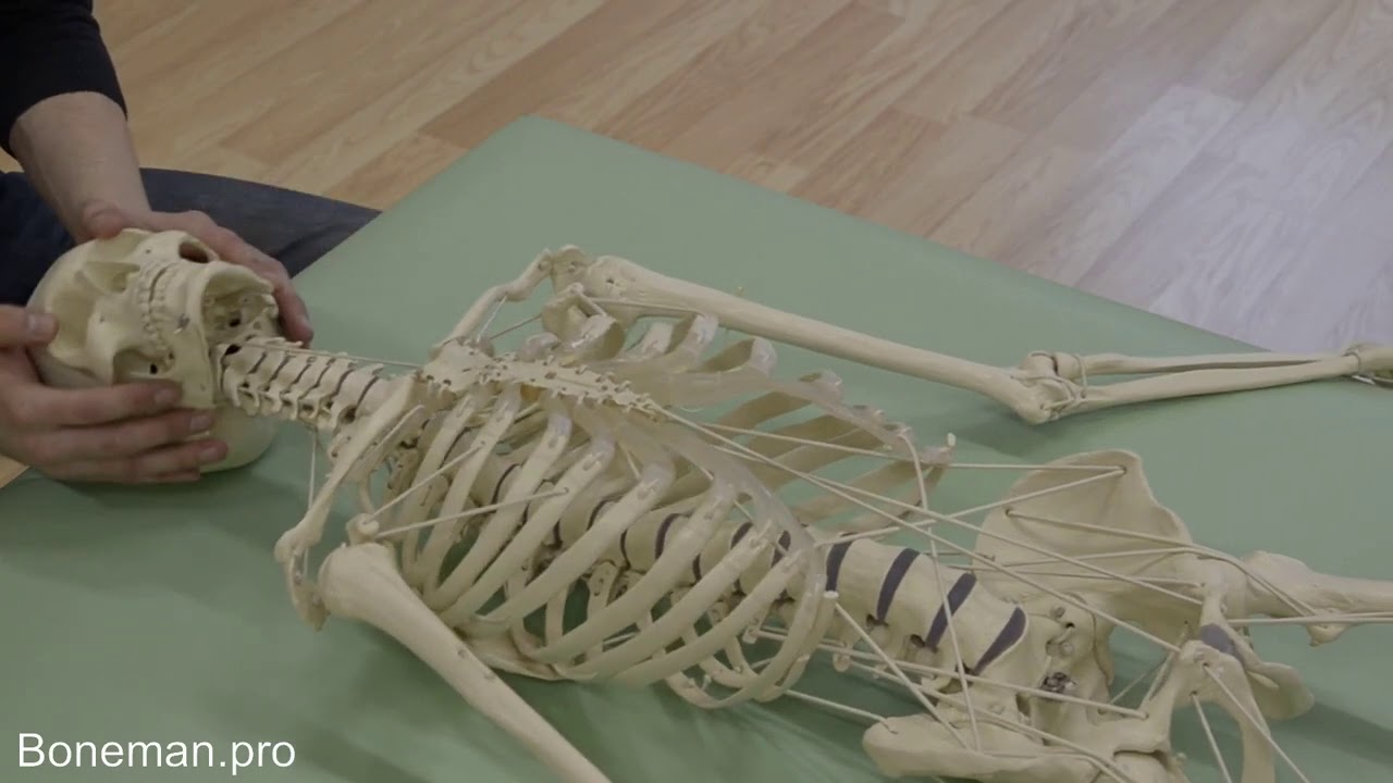 Biotensegrity: Movement of the head TMJ and chest on the functional ...