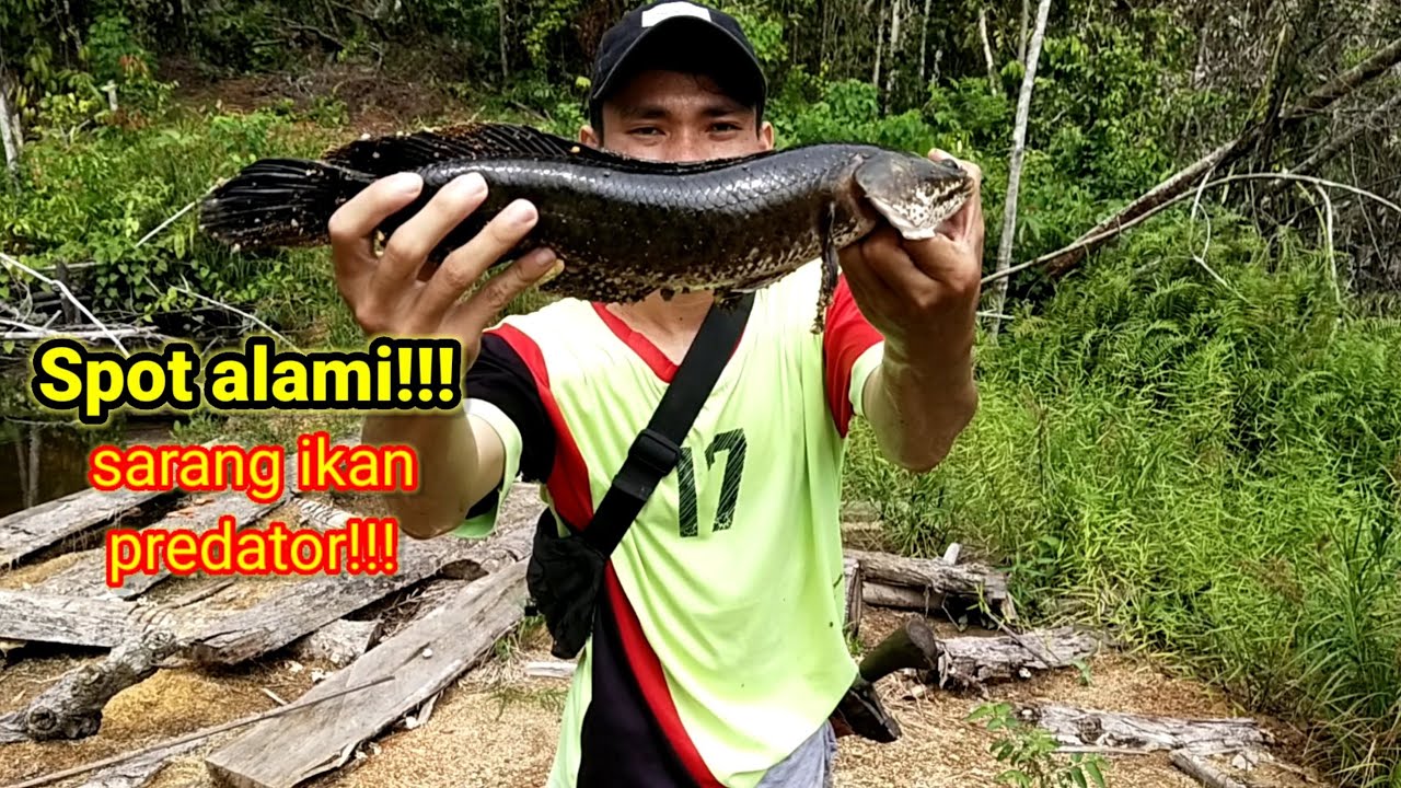 Spot alami|||sarang ikan predator!!! - YouTube