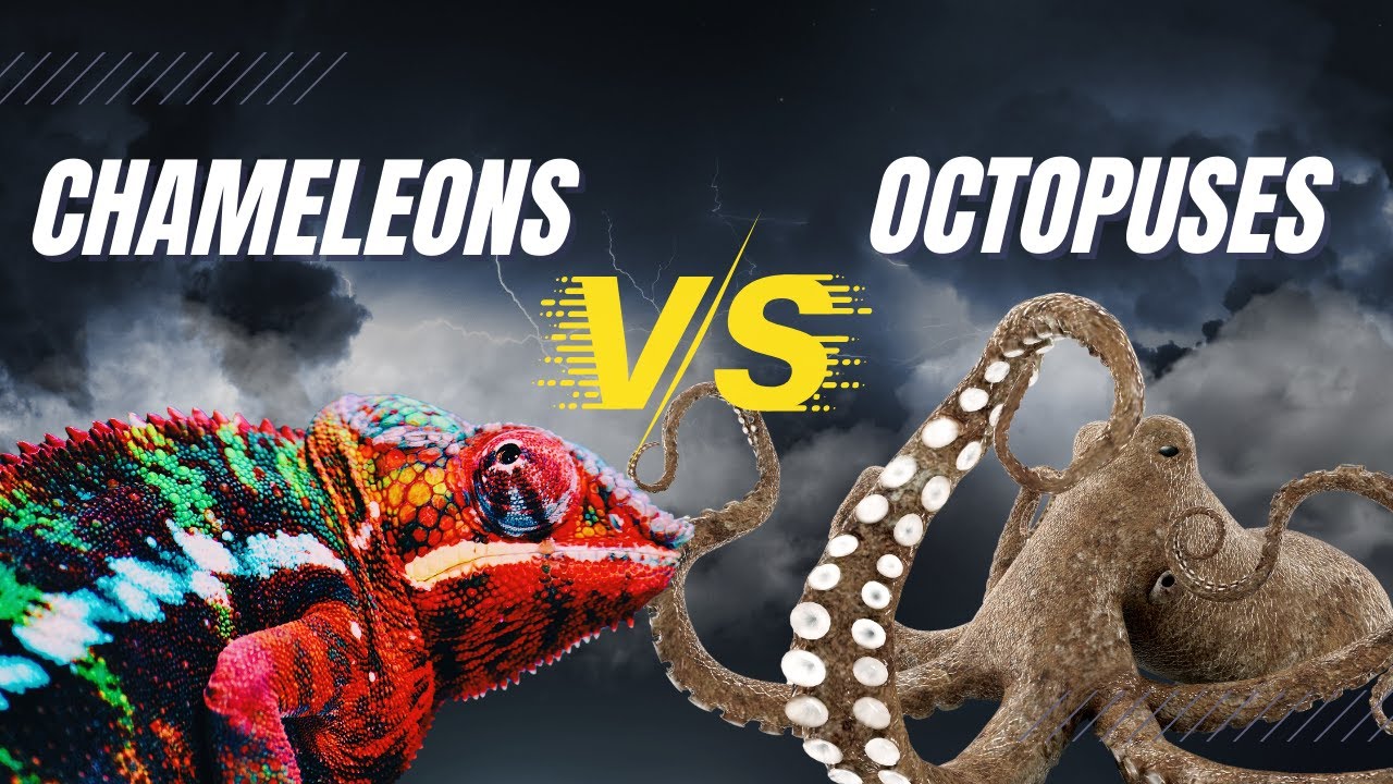 Chameleons vs. Octopuses: Battle of the Masters of Disguise! Who Will ...