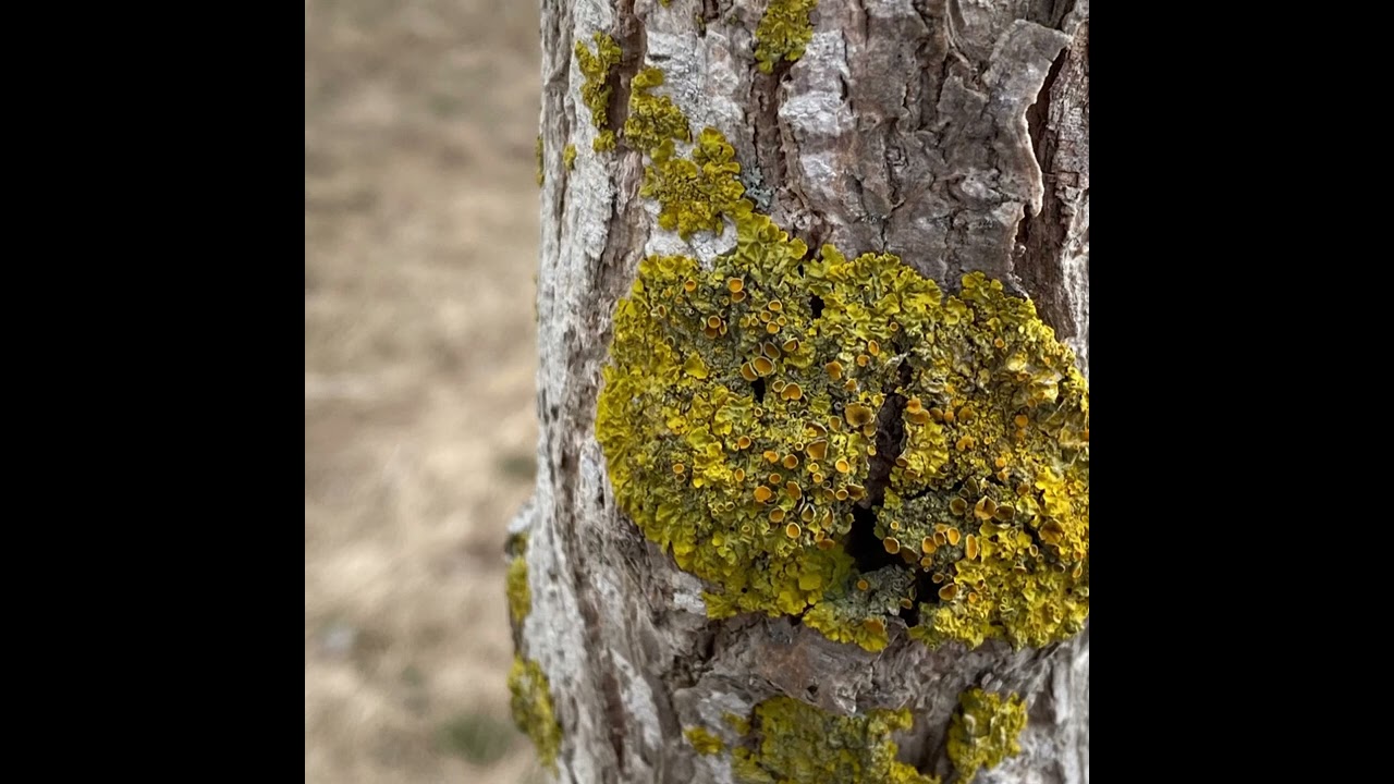 Billie Eilish - Getting Older [COVER] - YouTube