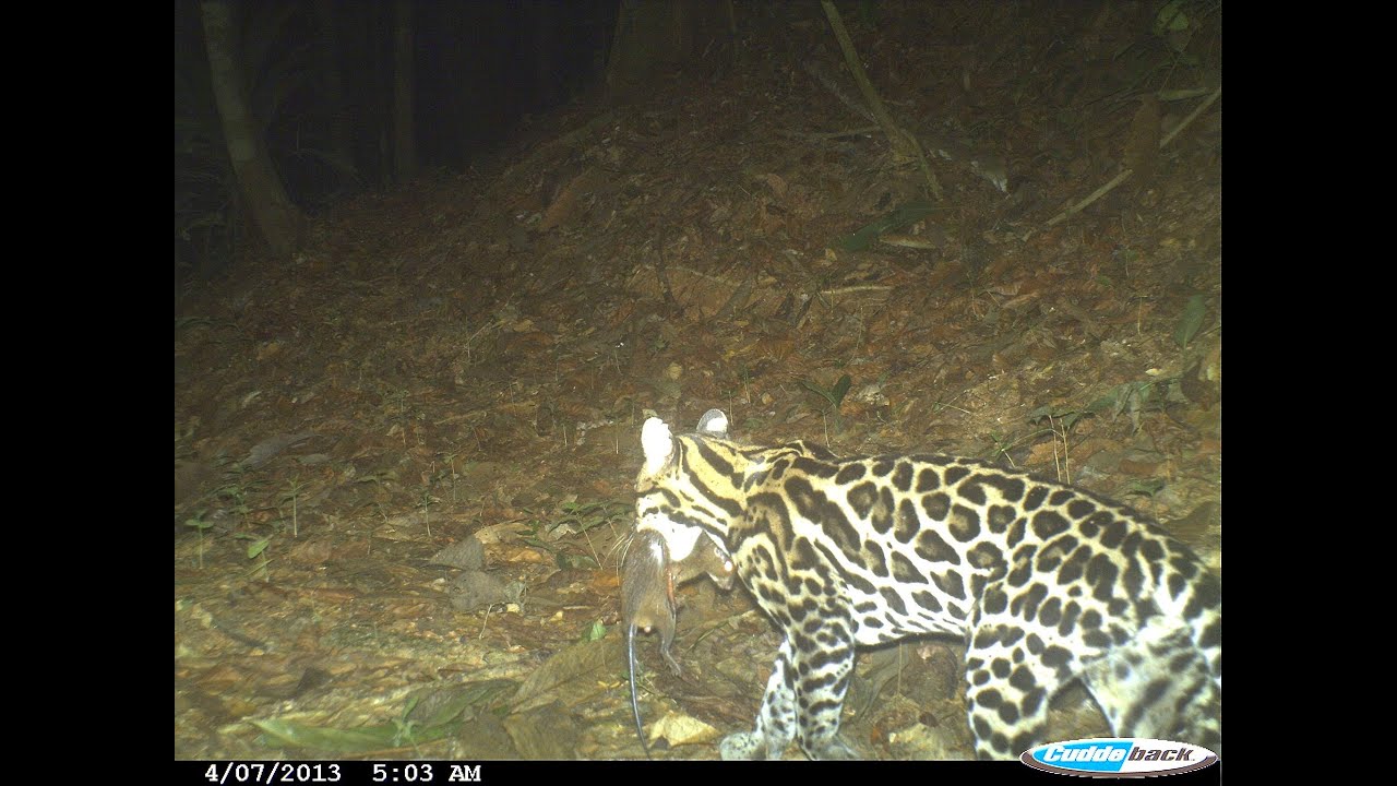 Ocelot's Tale as told by the Trail Cameras - YouTube
