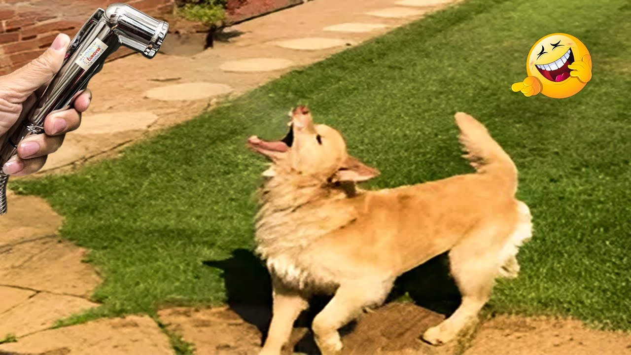 The Best Funny Animal Videos Make You Unable To Stop Laughing 🤣🐶Best Of ...