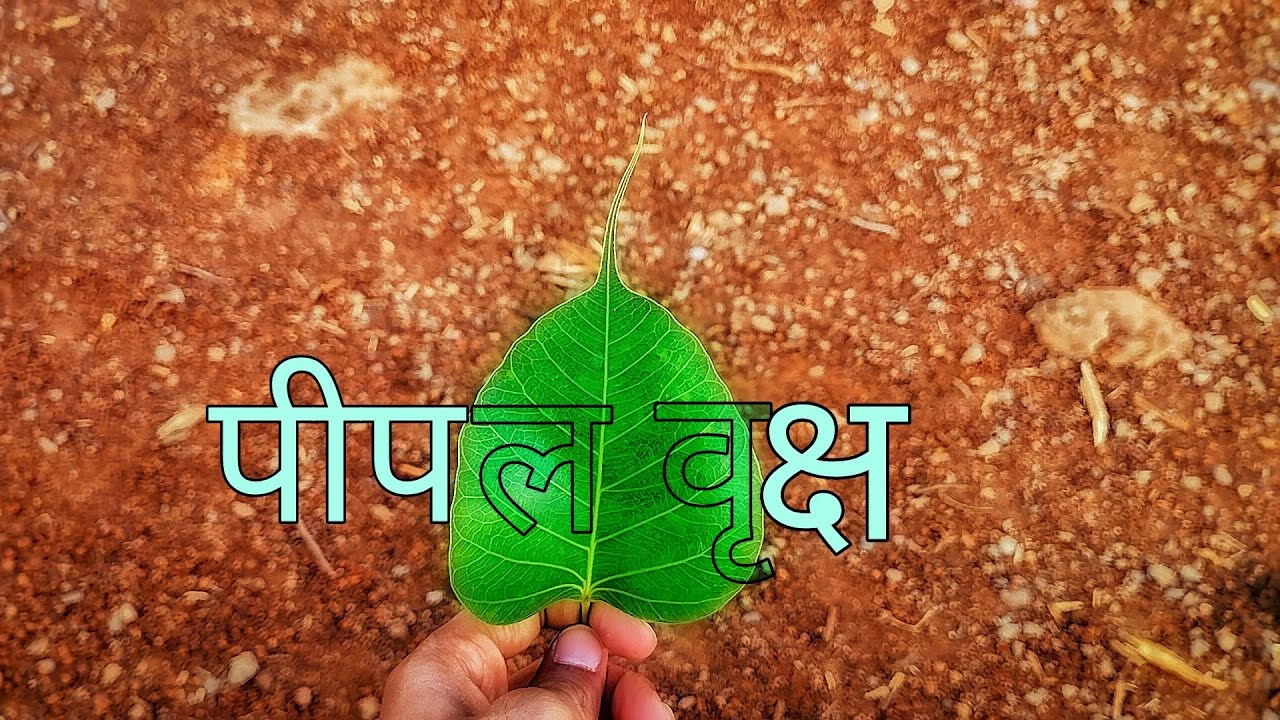पीपल वृक्ष खुबसूरती √ #prakritik_soundarya - YouTube