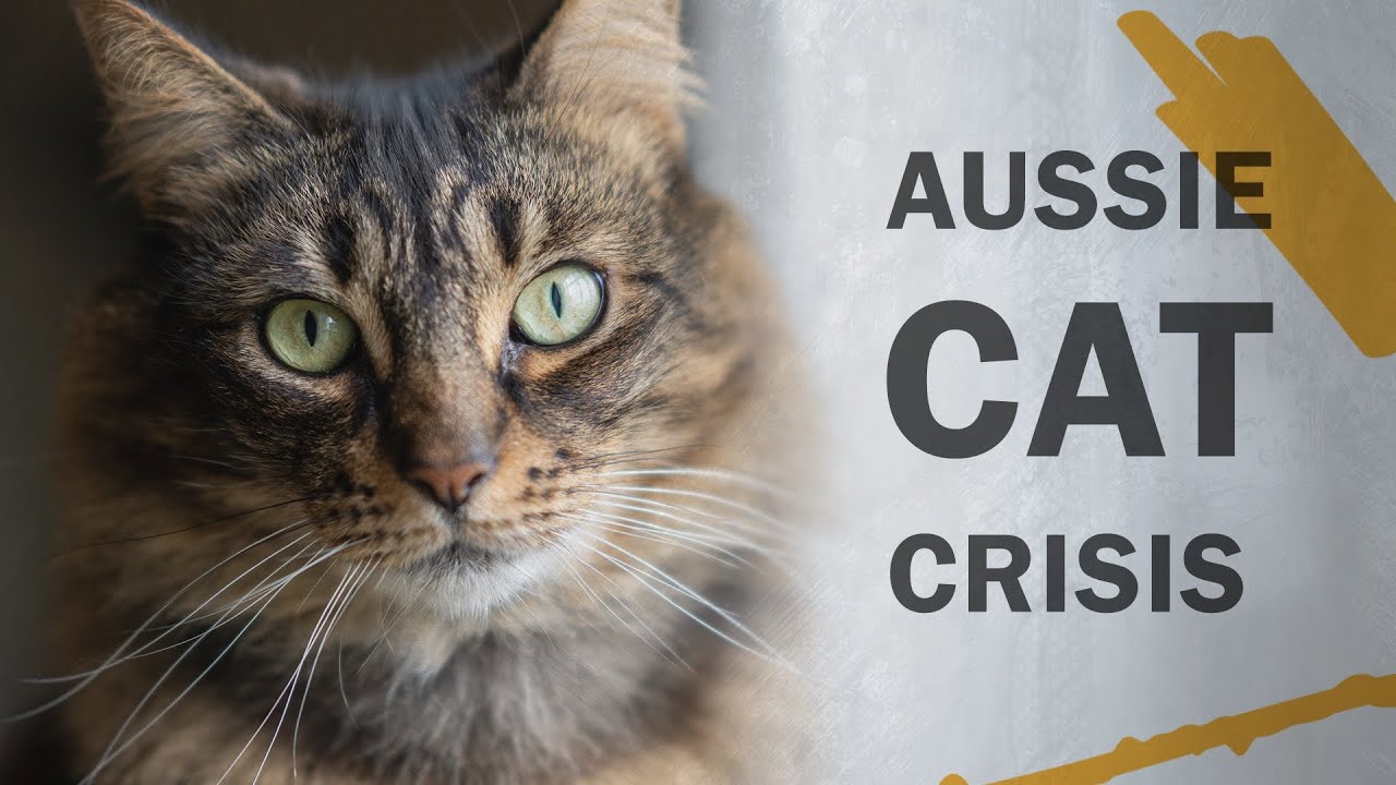 Why cats are a problem in Australia? - YouTube