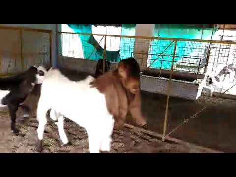 Male Jamunapari goat,Balaji from Chennai, 9962415276 - YouTube