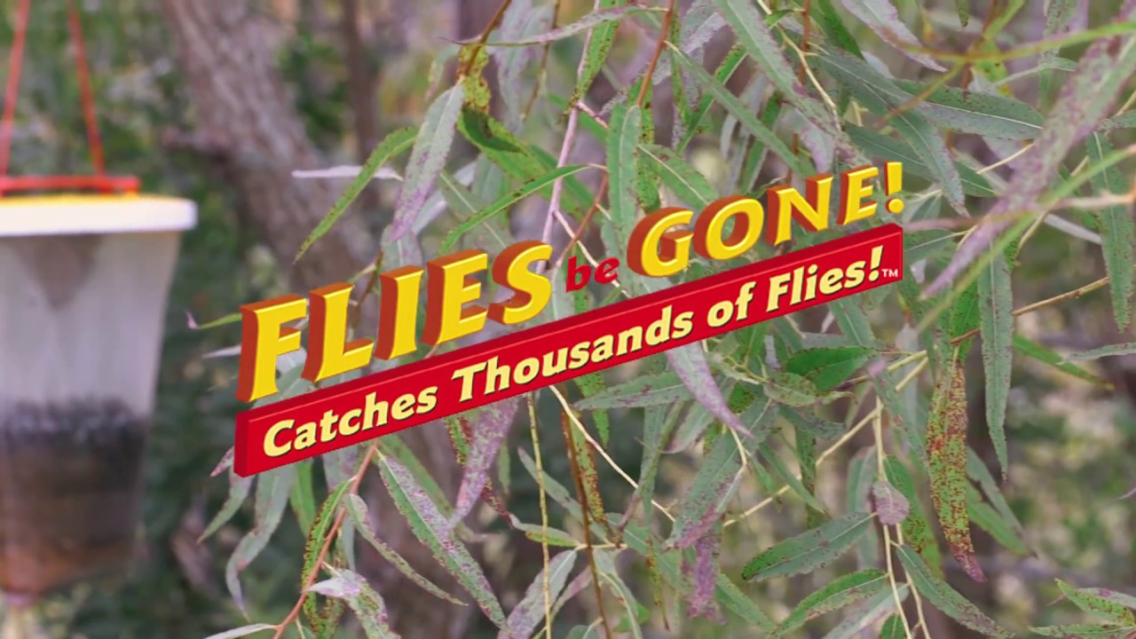 Flies be Gone Fly Traps - YouTube