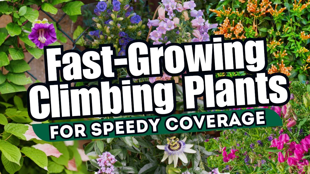 10 Fast-Growing Climbing Plants for Speedy Coverage 🌼🍃 // INSTANT ...