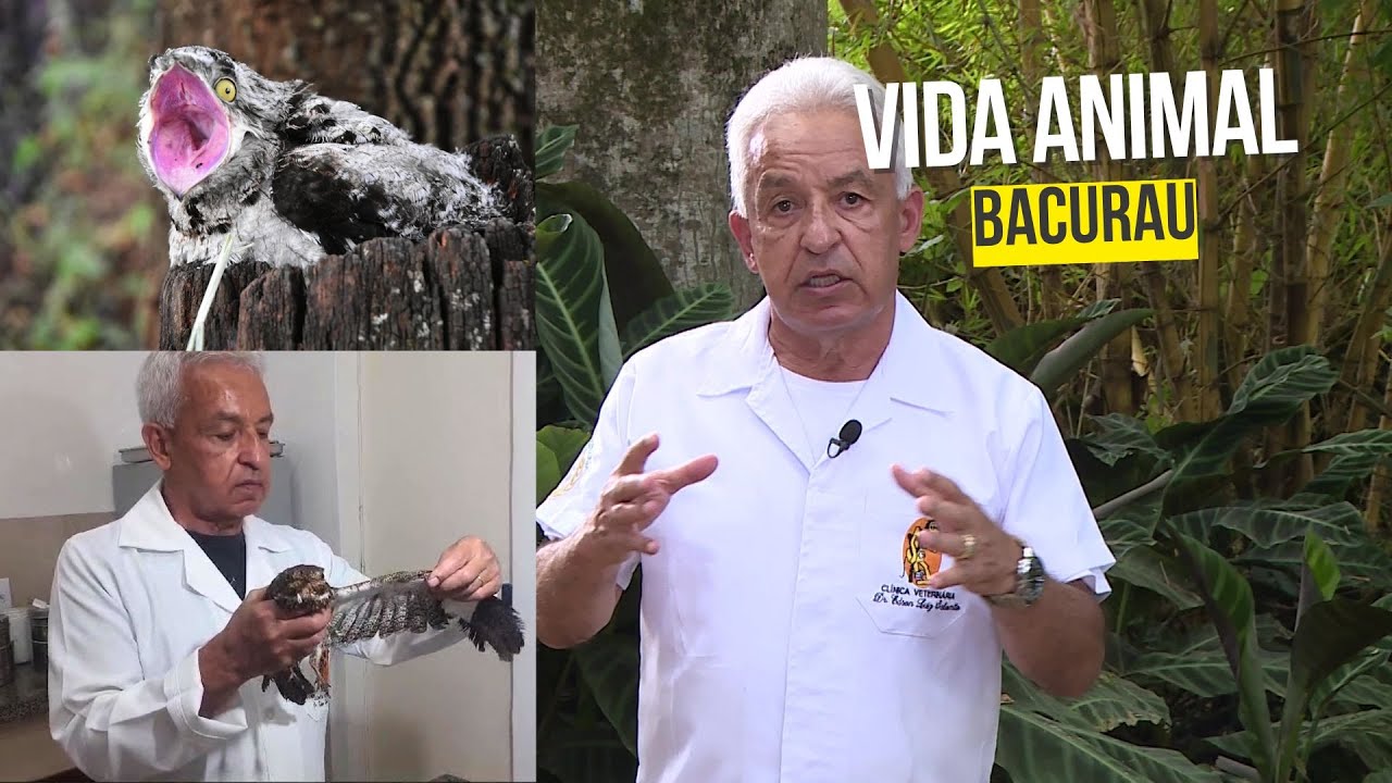 Vida Animal: o incrível bacurau - YouTube
