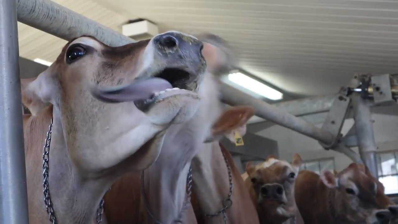 Lapp Valley Farms - Have a Cow - AirBnB Family Ep 11 - Pennsylvania ...