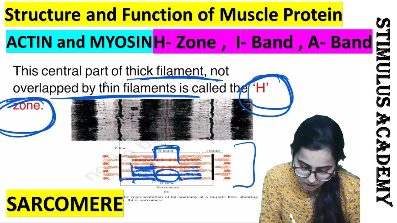 Function of Muscle protein | Actin and Myosin | A band , I band , H ...