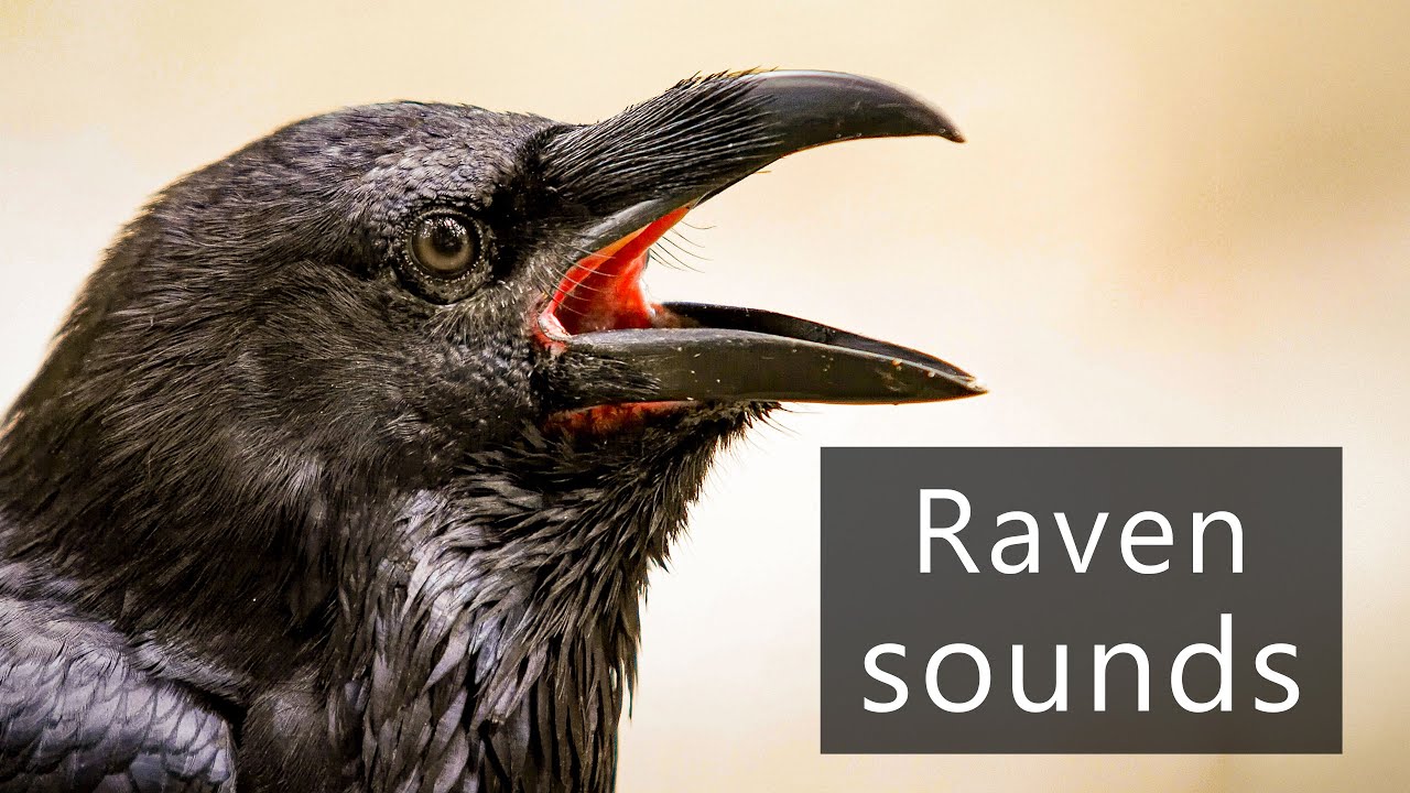 The sounds of ravens - YouTube