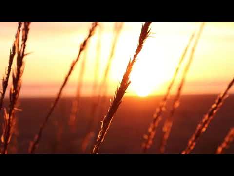 Orxan Tagizade - Bluebird