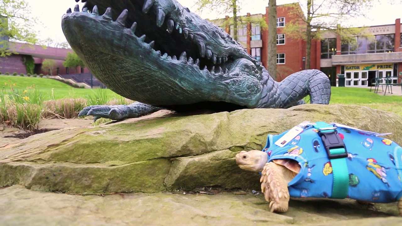 Carl the Tortoise Visits Allegheny College - YouTube