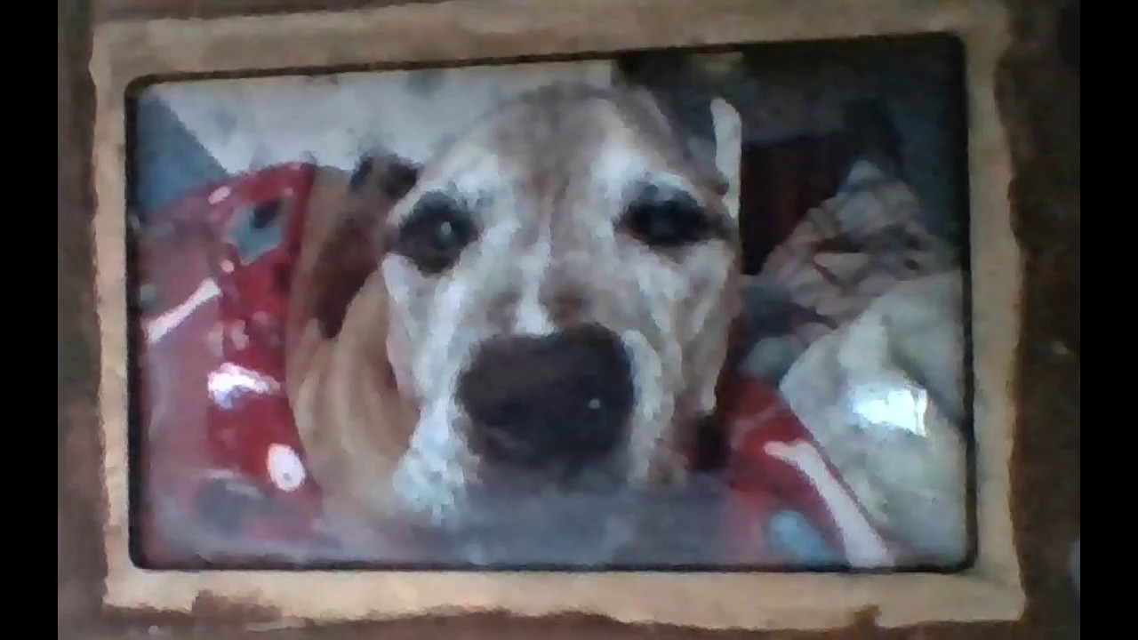About Luke My dog before he passed. - YouTube