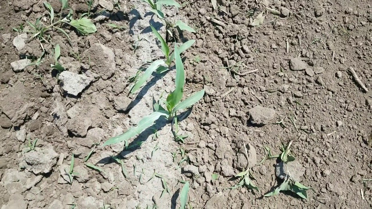 Organic Corn weed control '20 - YouTube