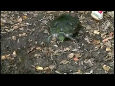 Rare Guatemalan Turtle - YouTube