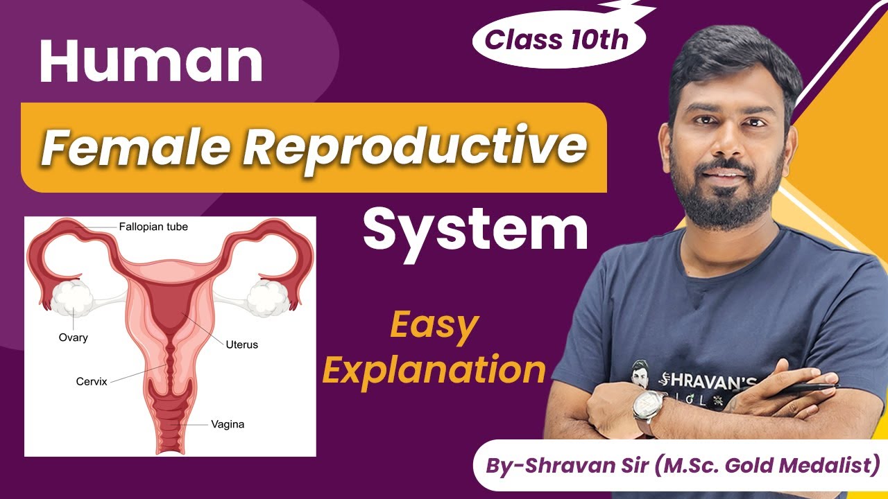 Female Reproductive System | Class 10 Boards | How Do Organisms ...
