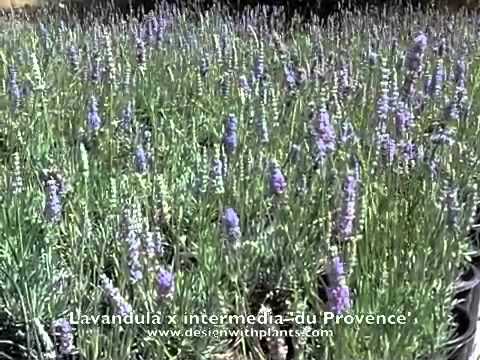 Lavandula x intermedia 'du Provence' - 'Du Provence' Lavandin, Hedge ...