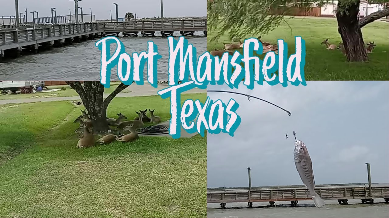 Deers and more Deers in Port Mansfield Texas - YouTube
