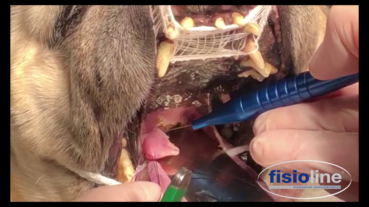 Chirurgia palato molle con laser chirurgico in cane-Soft palate surgery ...