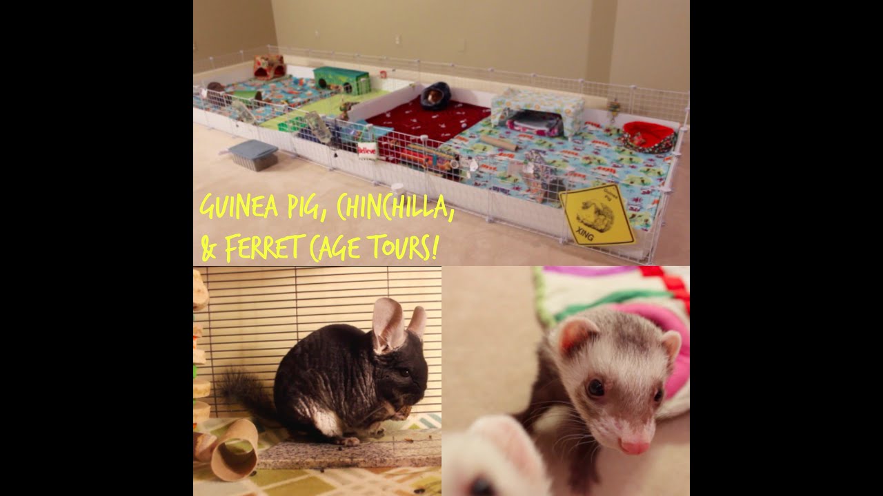 Guinea Pig, Chinchilla, & Ferret Cage Tours - YouTube