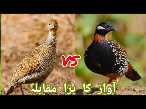 dakni vs black teetar||black tetar ki beautiful awaz||dakni teetar ki ...