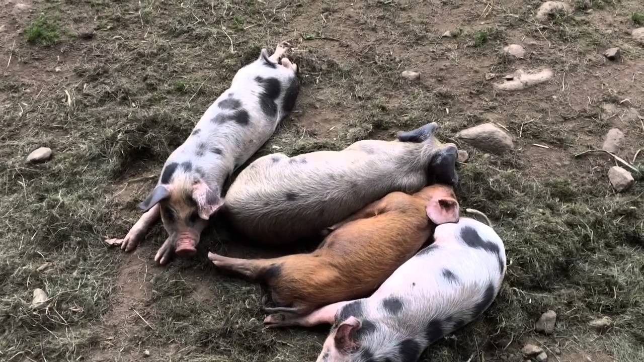 Pig snoring - YouTube