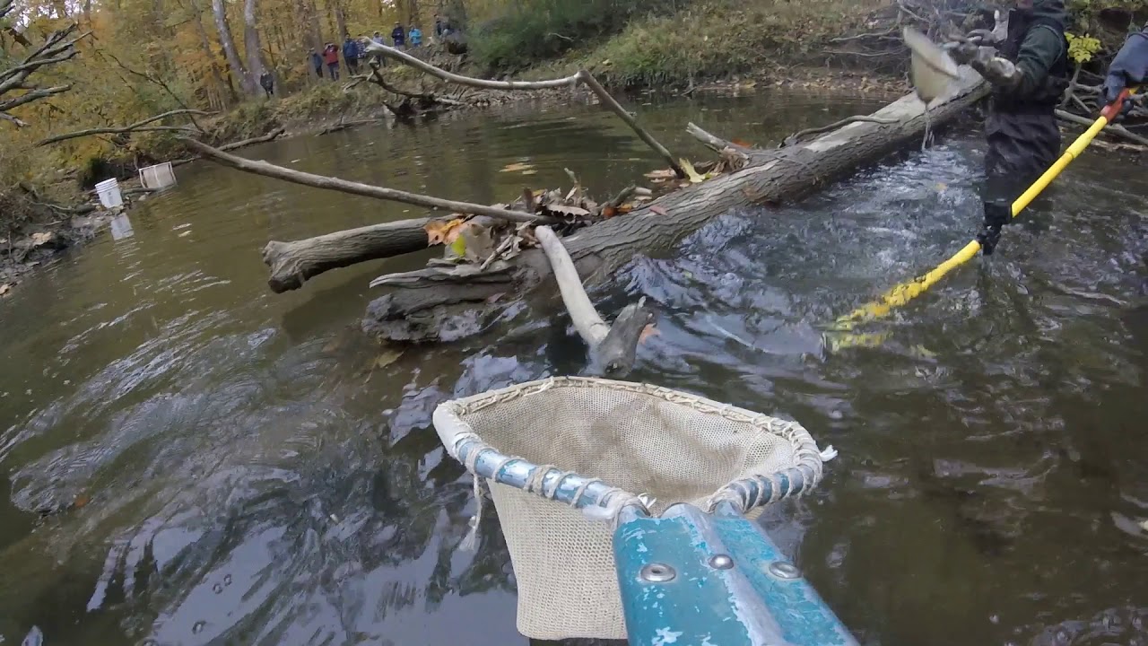 Electrofishing and Macroinvertebrate Sampling - YouTube