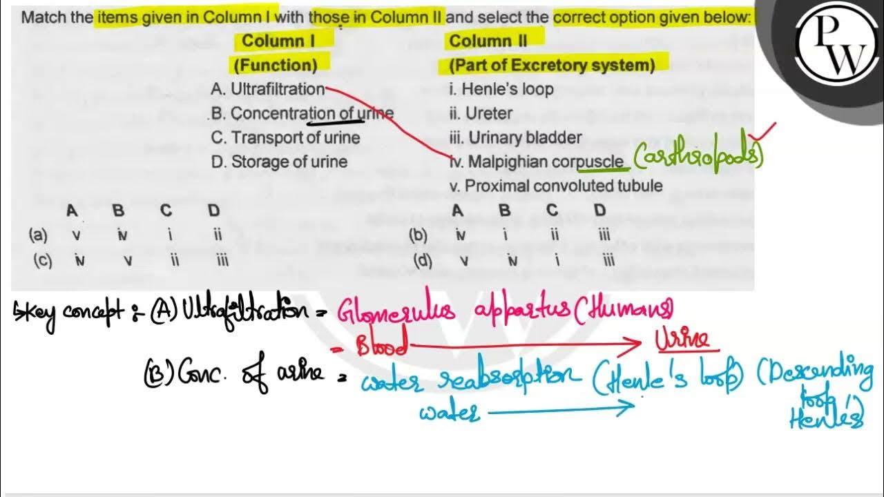 Match the items given in Column I with those in Column II and select the correct option given be ...