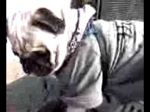 Cute Pug Puppy High Five - YouTube