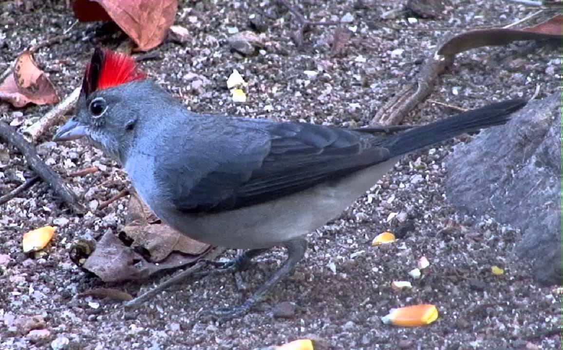 Soldadito Capirotado o Cardonero Coronirrojo Cantando Sonido para ...