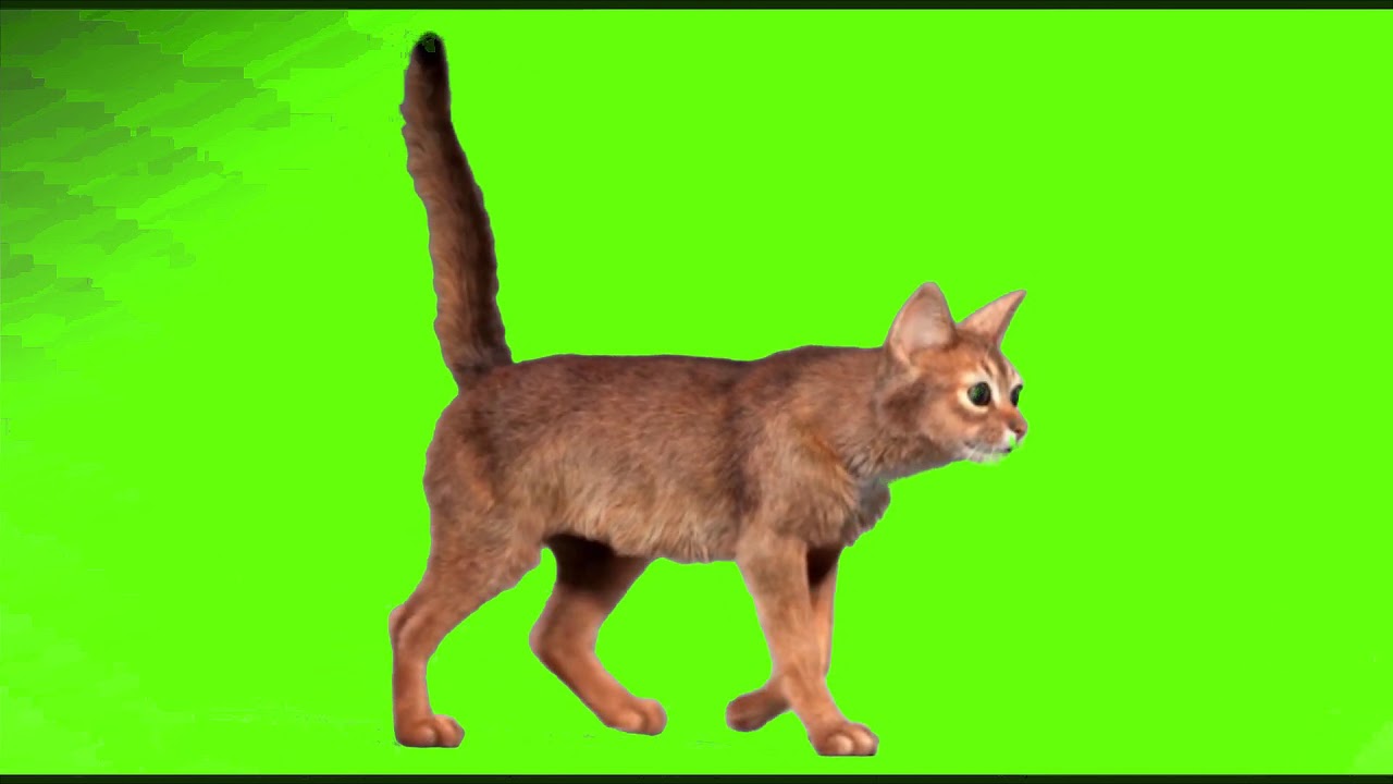 Green Screen background effect || Cat 🐈 cat walk - YouTube