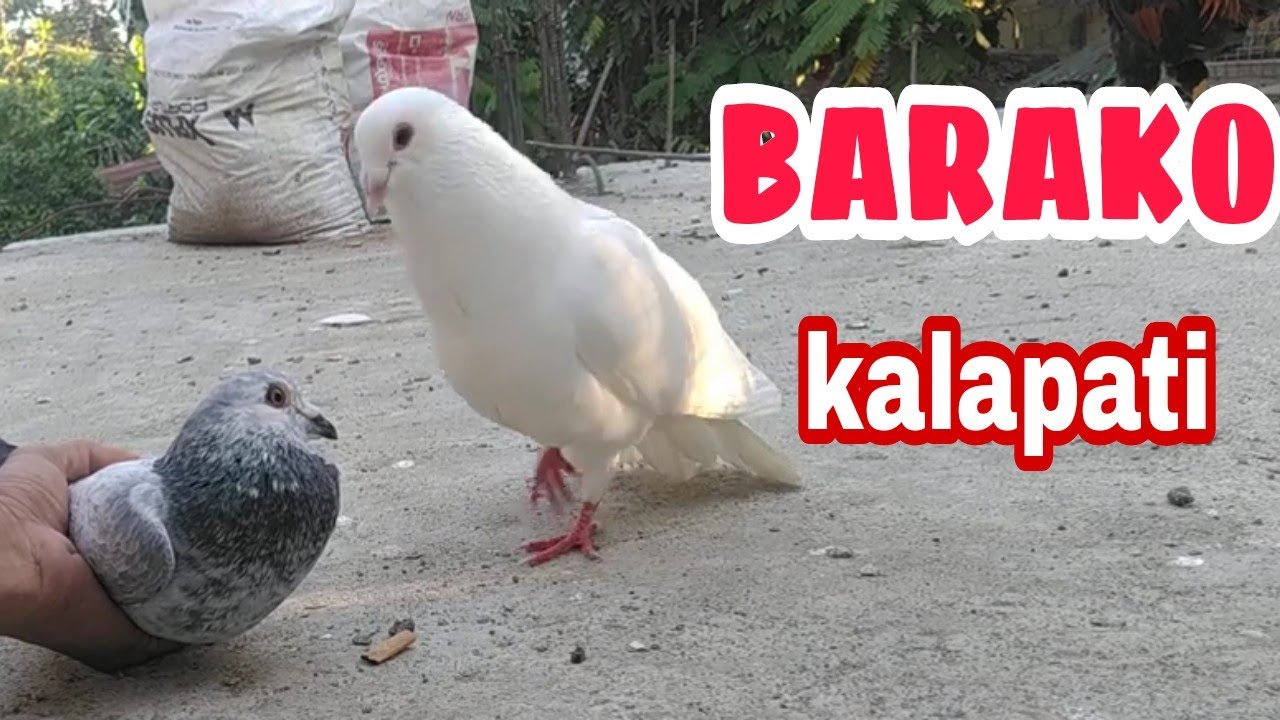 KALAPATING BARAKO - YouTube