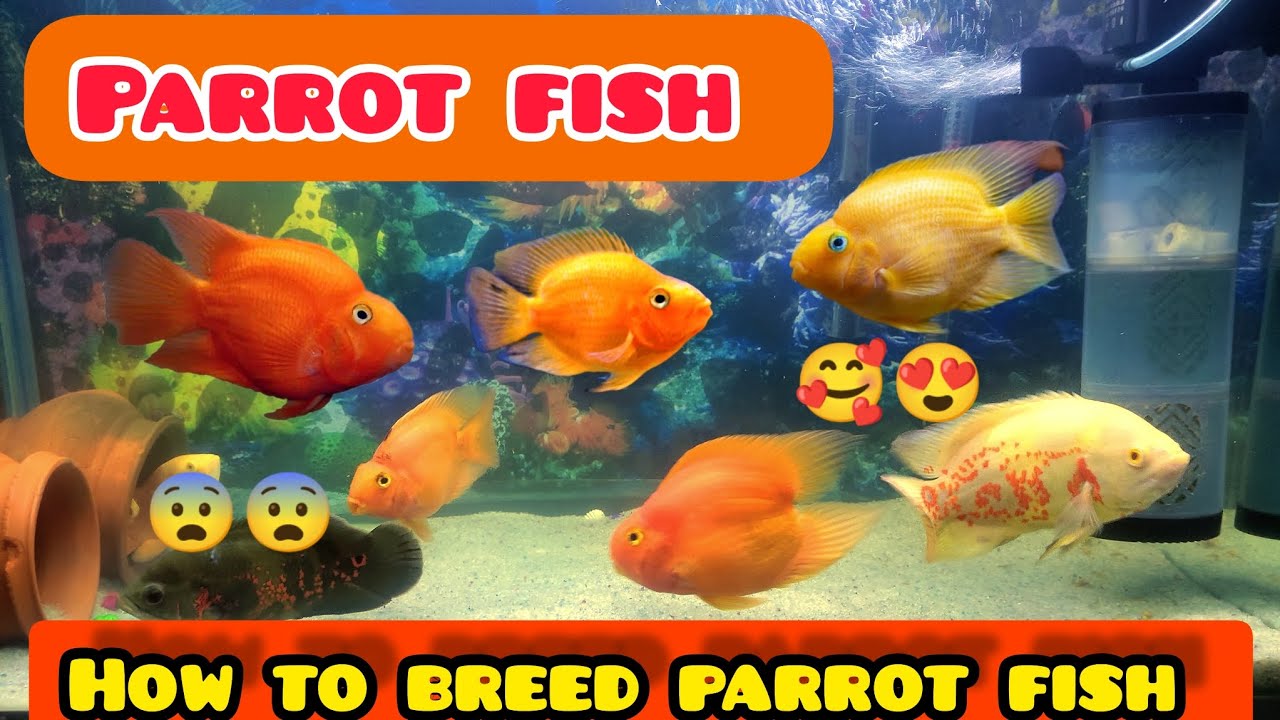 parrot fish || 😍parrot fish male and female difference 😨|| how to breed ...