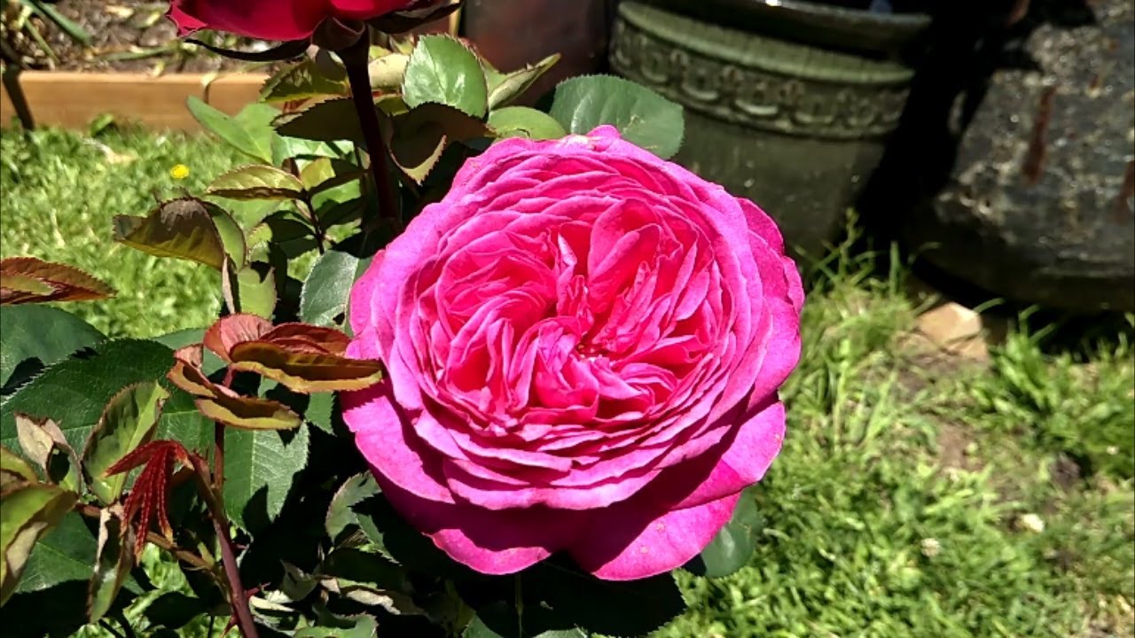 Heidi Klum rose review - YouTube
