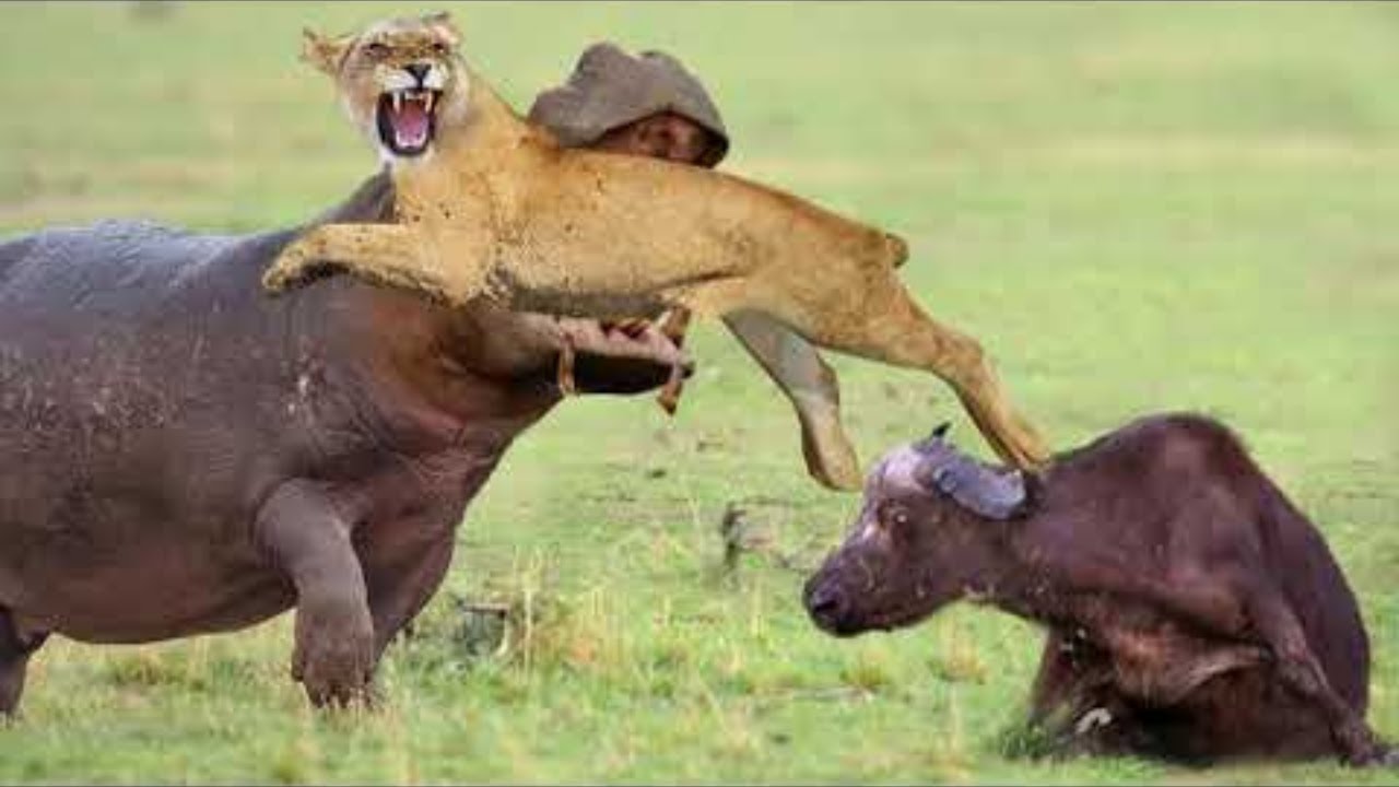 HORROR!! Hippo Chews Lion's head Attacks Buffalo (Rhino, Crocodile ...