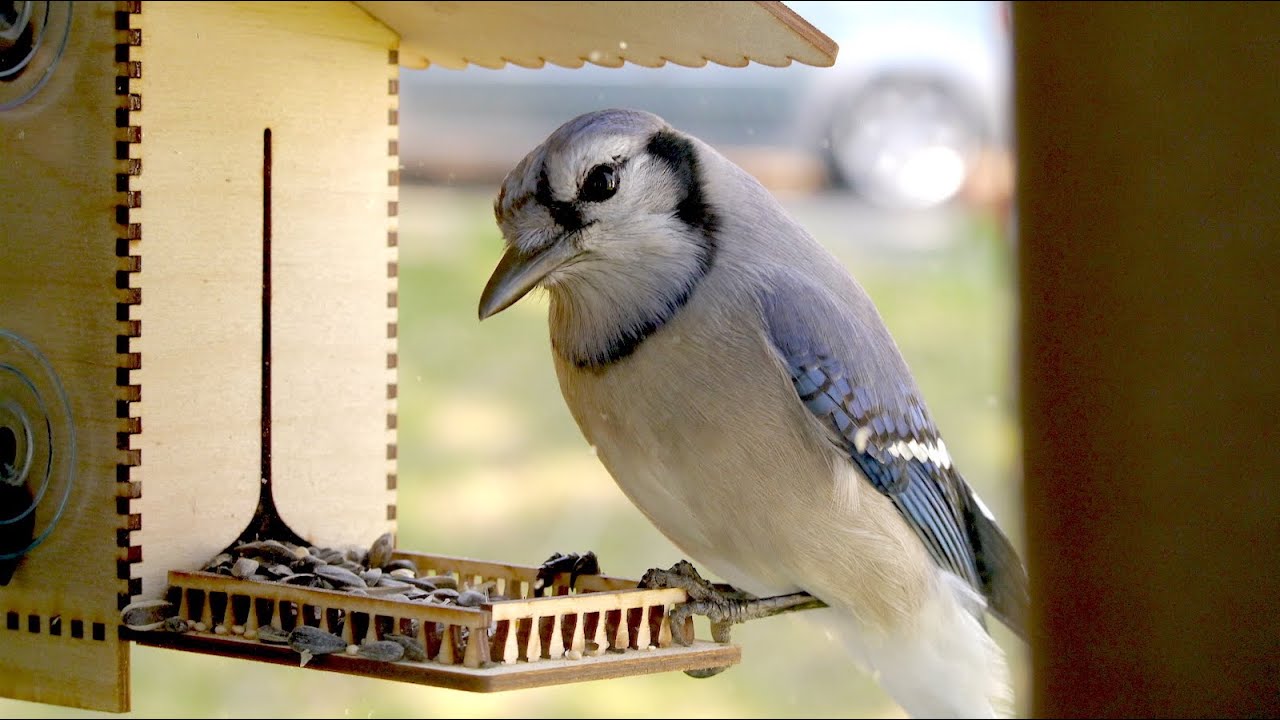 Laser Fed Birds - Laser Cut Bird Feeder - YouTube