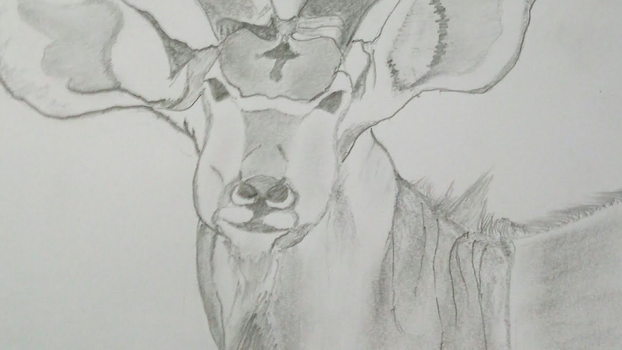 |||How to draw deer easily||cuty deer||Pencil shading||DEER PORTRAIT ...