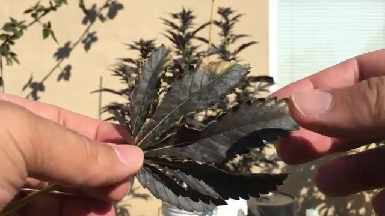 Betty, The Purple Cannabis Plant Update 11/1/2017 - YouTube