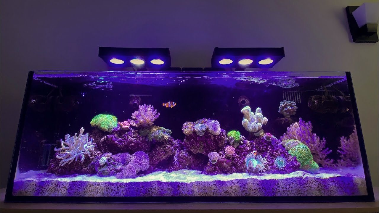 Does Your Reef Tank Need to be Re-Scaped? Here's Why.. - YouTube