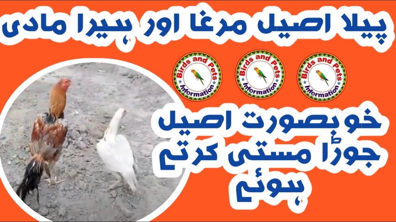 Best Aseel Pair -Our Heera Aseel Hen And Pure Peela Aseel Roster Enjoy ...
